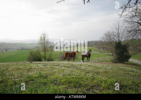 Horses in the Turin hills countryside in Italy Stock Photo - Alamy
