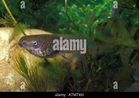 Tadpole of Polypedates (Rhacophorus) leucomystax, Asian Flying Frog ...