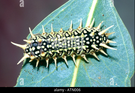 Australian cup moth larva Stock Photo - Alamy