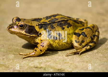Close up of common frog with markings clearly shown Stock Photo - Alamy