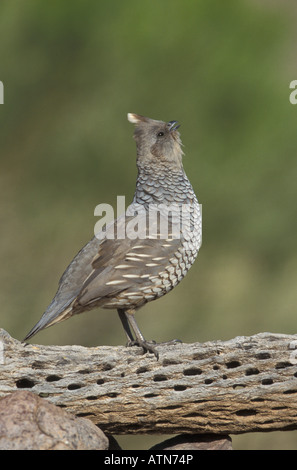 Scaled Quail (Callipepla squamata) calling, North America Stock Photo ...