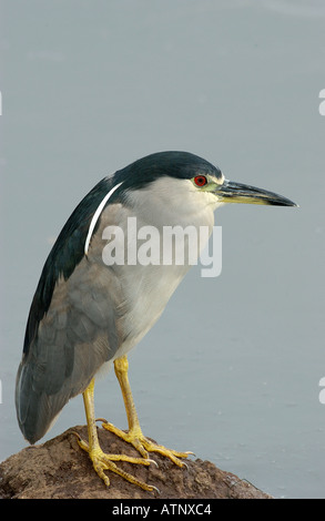 An Auku'u (Black-Crowned Night Heron), native to Hawaii Stock Photo - Alamy