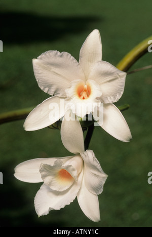 A native Vanilla orchid with white flower blooms in the wild ...