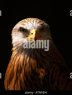 Red kite portrait Stock Photo - Alamy
