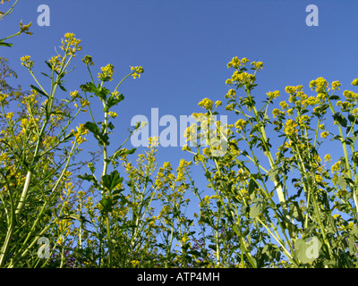 American Winter-cress, Barbarea verna, American Land Cress, salad plant ...
