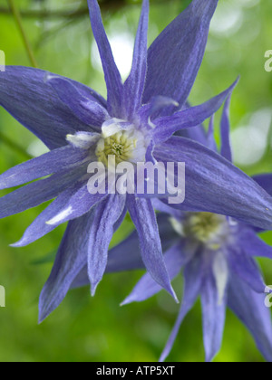 Spring Flowering Downy Clematis (Clematis macropetala). Close up of ...