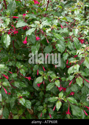 Fuchsia cultivar, Fuchsia, Red Stock Photo - Alamy