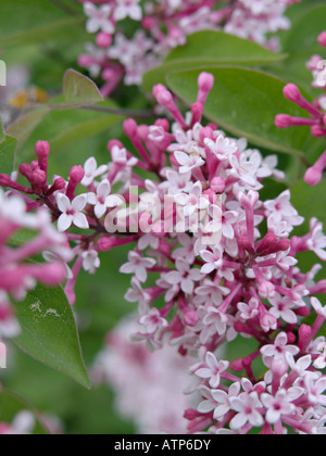 Syringa microphylla "Superba", Pink, Lilac, Syringa, Superba, Common ...