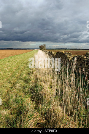 A 'Beetle Bank' on the boundary of a field in Lincolnshire, England ...