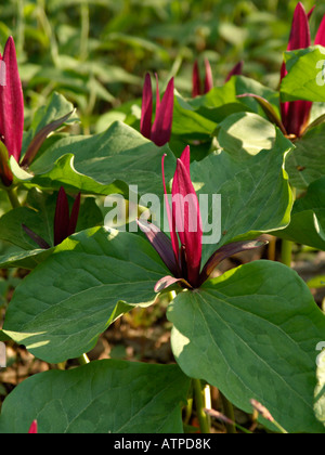 Painted Trillium or Painted Wake-robin (Trillium undulatum) Dorset ...