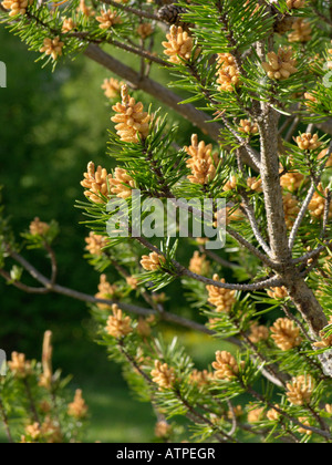 Jack pine (Pinus banksiana Stock Photo - Alamy