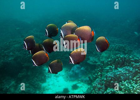 Red tailed or Pakistani butterflyfish Chaetodon collare on coral reef ...