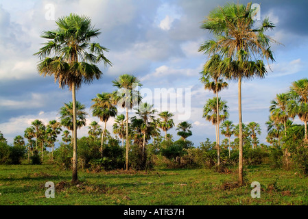 Caranday Palms, Pantanal, Mato Grosso, Brazil (Copernicia alba), Wax ...
