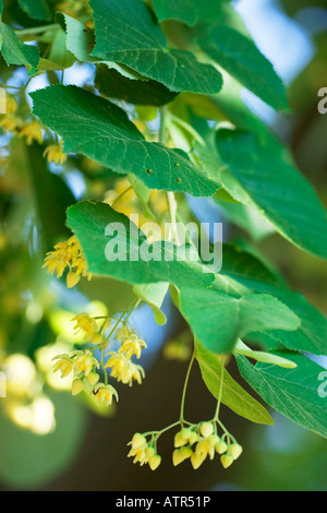 Silver lime (Tilia tomentosa), Bulgaria Stock Photo - Alamy