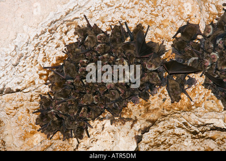 Lesser Mouse-eared Bats and Long-Fingered Bats (Myotis capaccinii ...