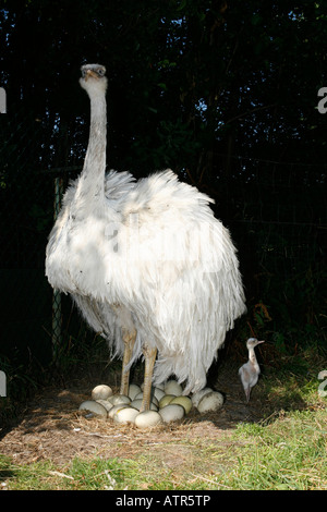 American Rhea, rhea americana, Female standing on Grass Stock Photo - Alamy