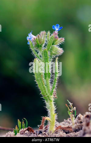 Blue scorpion grass, Myosotis stricta, also known as strict forget-me ...