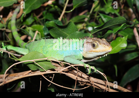 Peruvian Monkey Lizard (Polychrus peruvianus), Bush Anole, side Stock ...