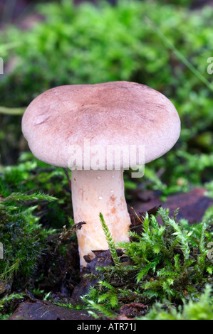 Birch knight (Tricholoma fulvum), North Rhine-Westphalia, Germany Stock ...
