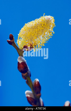 Upright branch with willow catkins in bloom. There are dewdrops on the ...