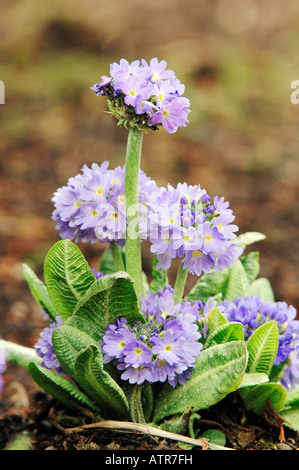 Himalayan Primrose, Primula denticulata, blooming at the Dochu La ...