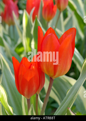 Wild tulip (Tulipa praestans 'Unicum' Stock Photo - Alamy