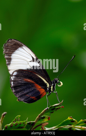 Cydno Longwing Butterfly Stock Photo - Alamy