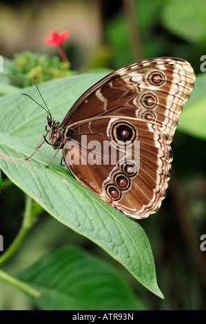 Morpho butterfly, Other animals, Insects, Butterflies, Animals, Morpho ...