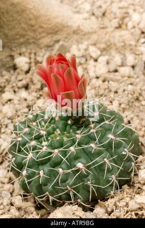 Dwarf Chin Cactus Stock Photo - Alamy