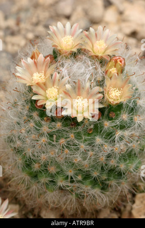 Mammillaria bocasana (Powder Puff Cactus, snowball cactus, powder-puff ...