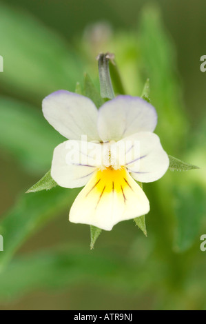 Field Pansy (Viola arvensis), national park De Hoge Veluwe, Netherlands ...