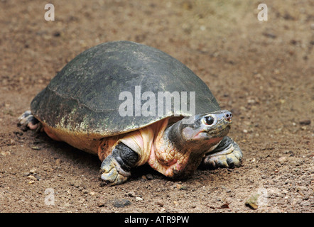 Malaysian giant turtle (Orlitia borneensis), also known as the Bornean ...