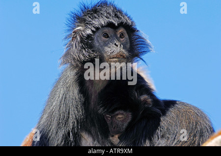 Javan Langur, female nursing young / (Trachypithecus auratus auratus ...