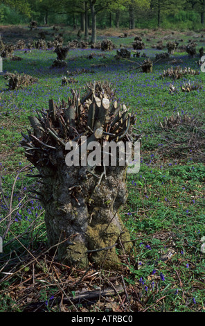 Coppice stump in ancient woodland UK Stock Photo - Alamy