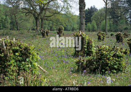 Coppice stump in ancient woodland UK Stock Photo - Alamy