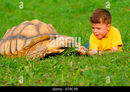 Boy feeding African Spurred Tortoise (Geochelone sulcata Stock Photo ...