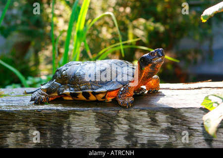 Wood Turtle (Glyptemys insculpta). North America. Reputation as a Stock ...