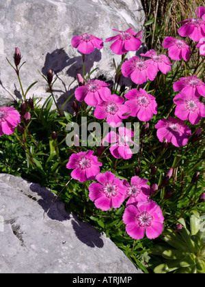 Pink Dianthus Alpinus 'Alpine Pink' Flowers grown in the Alpine House ...
