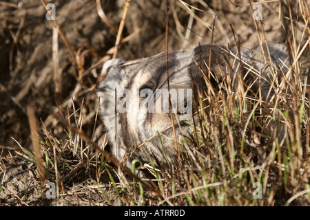 A badger peaking out of its hole in scenic Southern Saskatchewan Stock ...