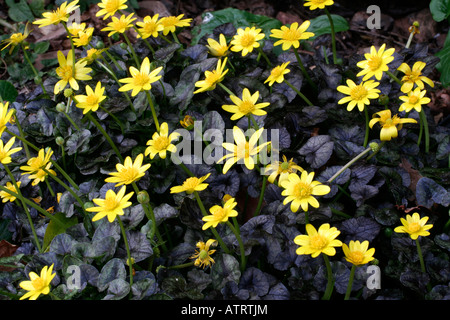 Ranunculus ficaria Brazen Hussy March 13 Stock Photo: 11225596 - Alamy