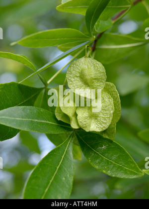 Hop Tree ( Ptelea trifoliata Stock Photo - Alamy