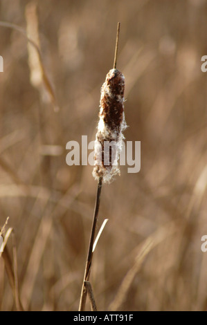 Fuzzy Cattail Plant Stock Photo - Alamy