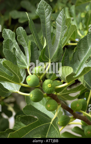 Figs growing on tree showing both leaves and fruit Fucus carica Stock ...