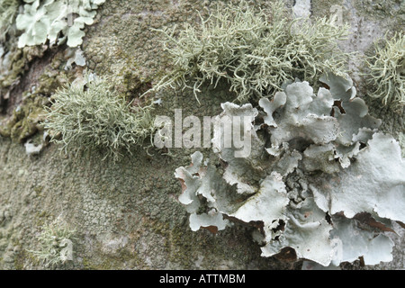 Fruticose (Cladonia sp.), foliose (Parmotrema sp.), and crustose ...