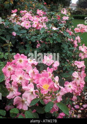 Rose Nearly Wild, floribunda, single Stock Photo - Alamy