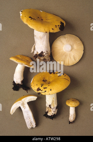 A yellow swamp brittlegill, Russula claroflava, mushroom with upturned ...