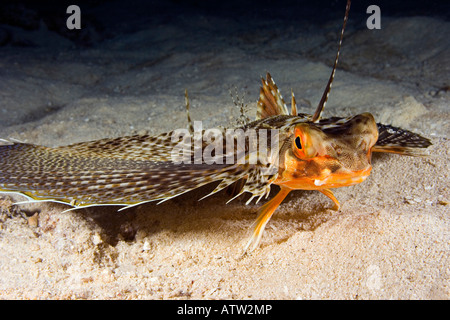 The oriental flying gurnard, Dactylopterus orientalis, is remarkable ...
