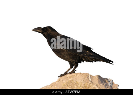 CORVUS CORAX STANDING ON ROCK SIDE VIEW Stock Photo - Alamy