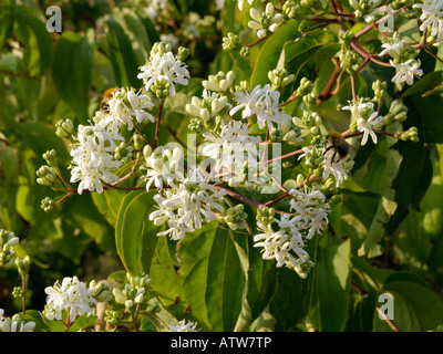 Seven sons tree (Heptacodium miconioides). Called Seven son flower also ...