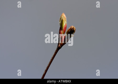 Juneberry, Serviceberry (Amelanchier ovalis), flowering tree Stock ...